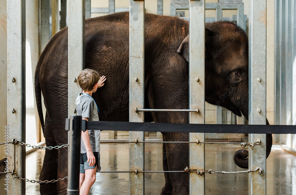 Child at the zoo petting an endangered baby elephant calf in captivity ...