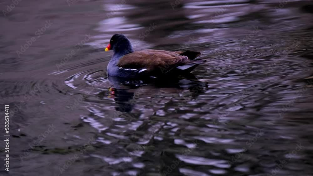 waterhen, common moorhen, Gallinula chloropus, beautiful waterfowl with ...