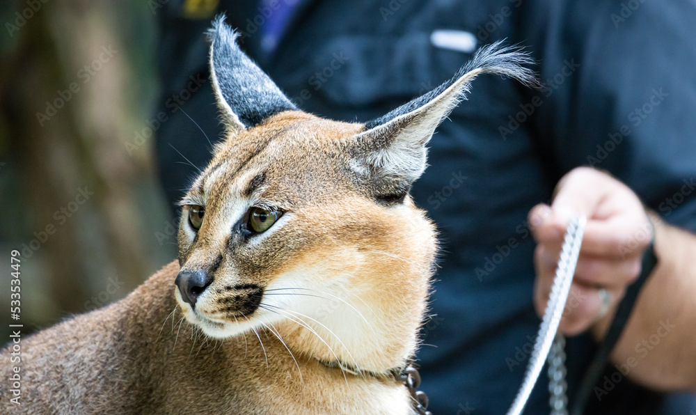 Caracal Cat is a medium-sized wildcat on exhibit at a zoo in Tennessee ...