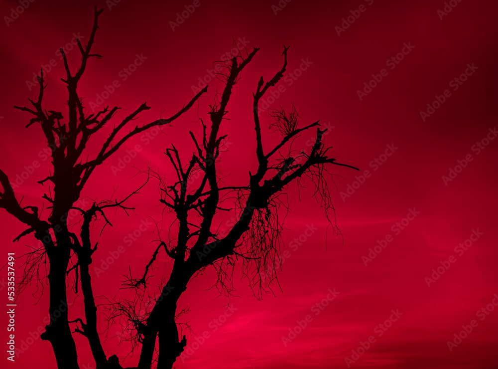 leafless dry black tree with spooky blood red sky. scary horror tree ...