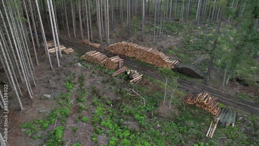 wood industry cut wood.Piles of logs. The consequences of bark beetle ...
