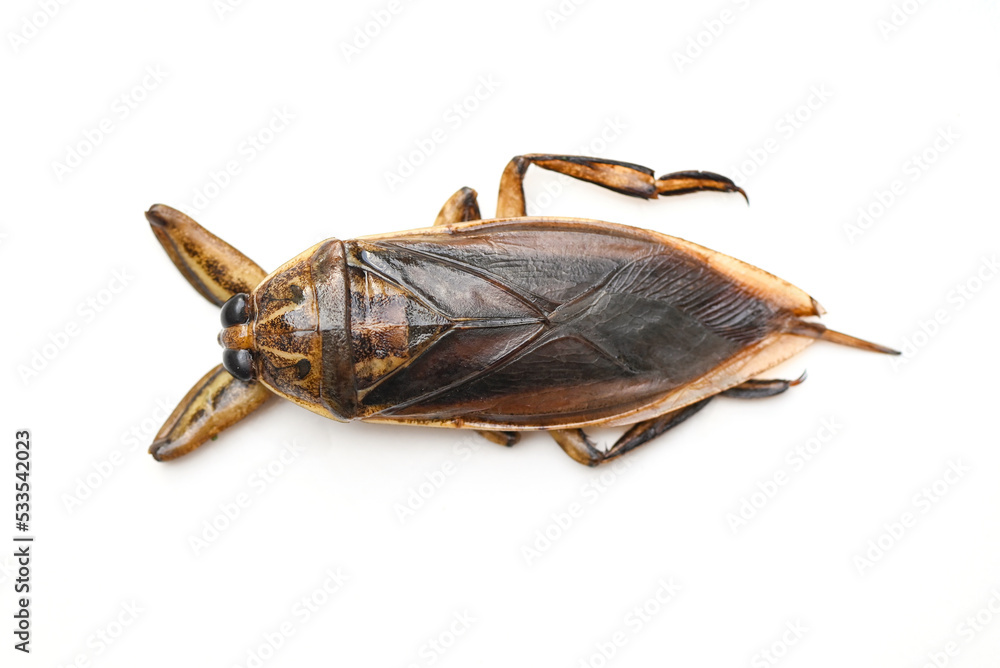 Giant water bug isolated on white background, water bug Lethocerus ...