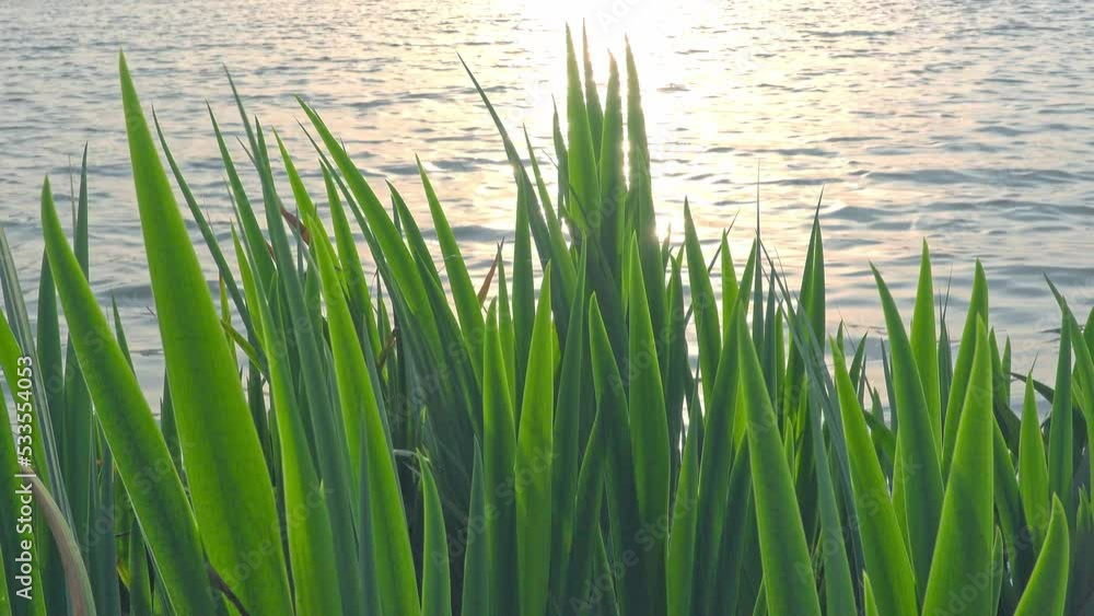 grass in the water Stock Video | Adobe Stock