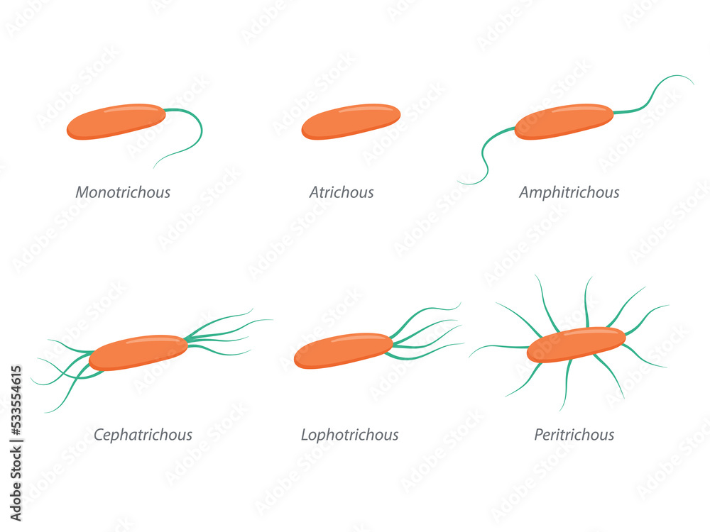 Arrangement of bacterial flagella. Various forms of flagellation with ...