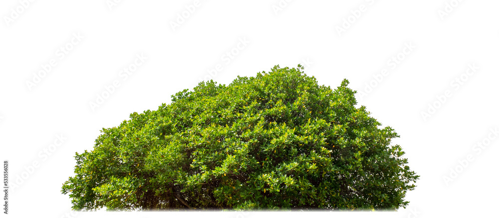 Shrubs isolated on transparent background with clipping path and alpha ...