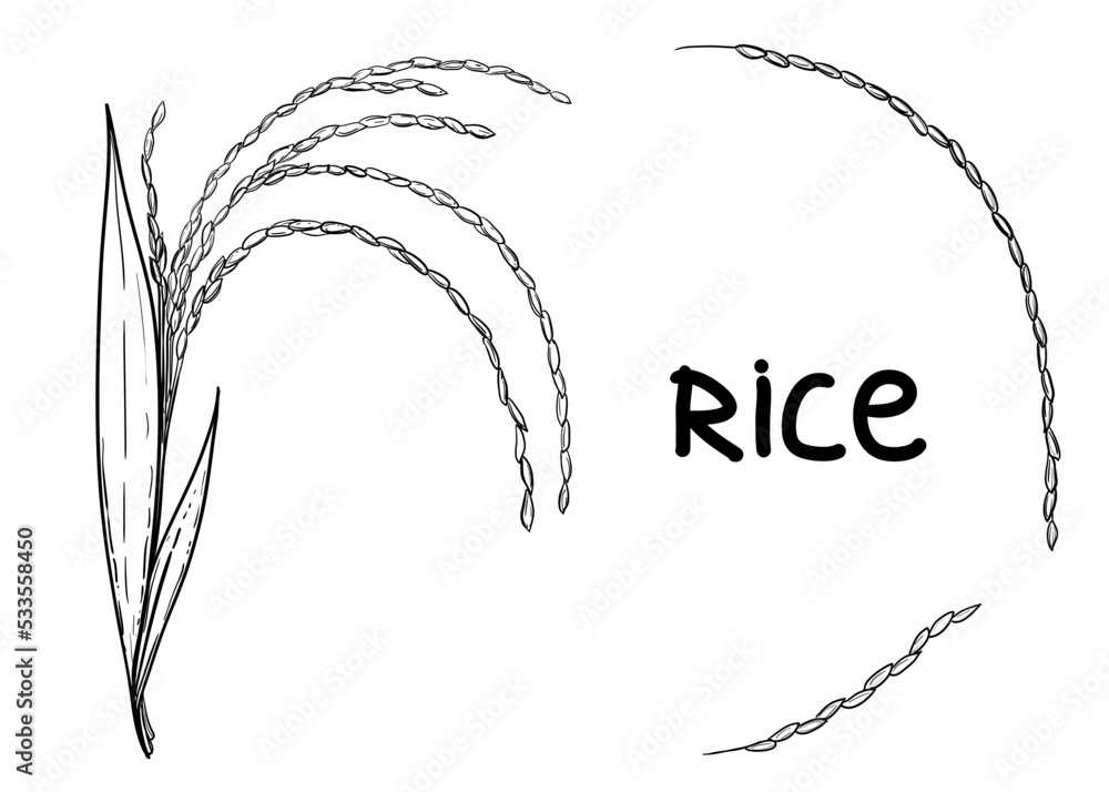 Hand drawn sketch black and white of rice plant, ear, leaf, grain ...