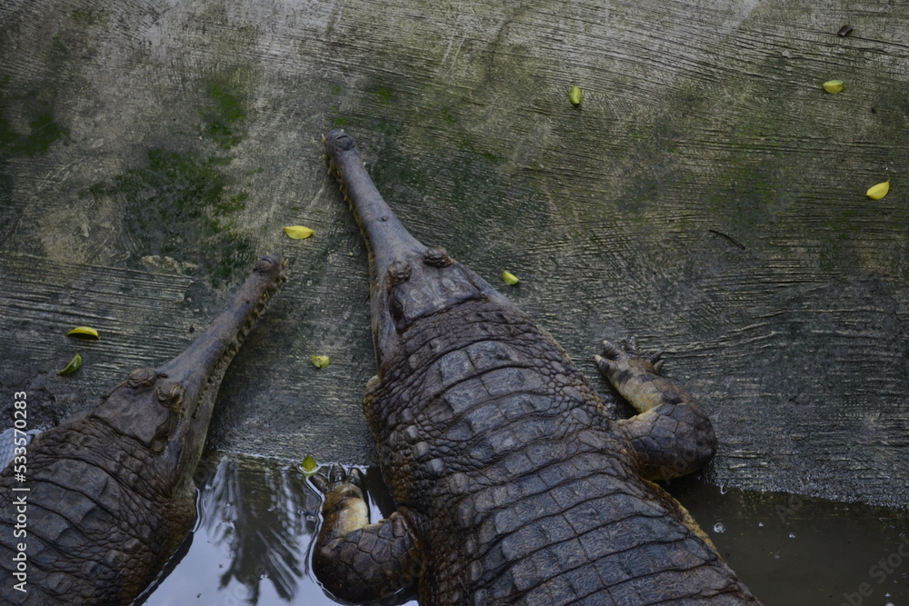 The saltwater crocodile (Crocodylus porosus) is a crocodilian native to ...