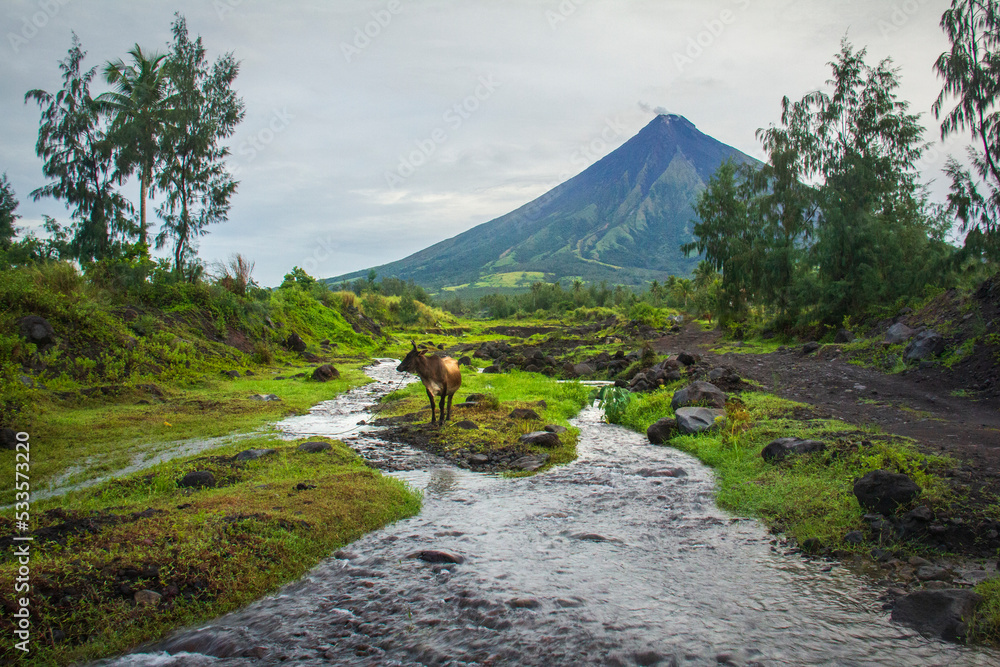 River from Mayon Volcano and Cow in Legazpi City Albay Philippines ...