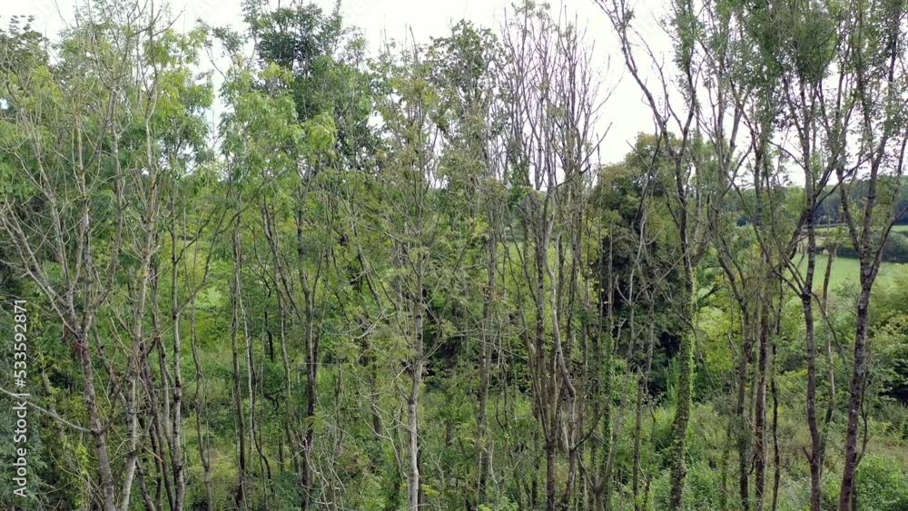 Drone shot moving forwards towards a canopy of Ash trees with signs of ...