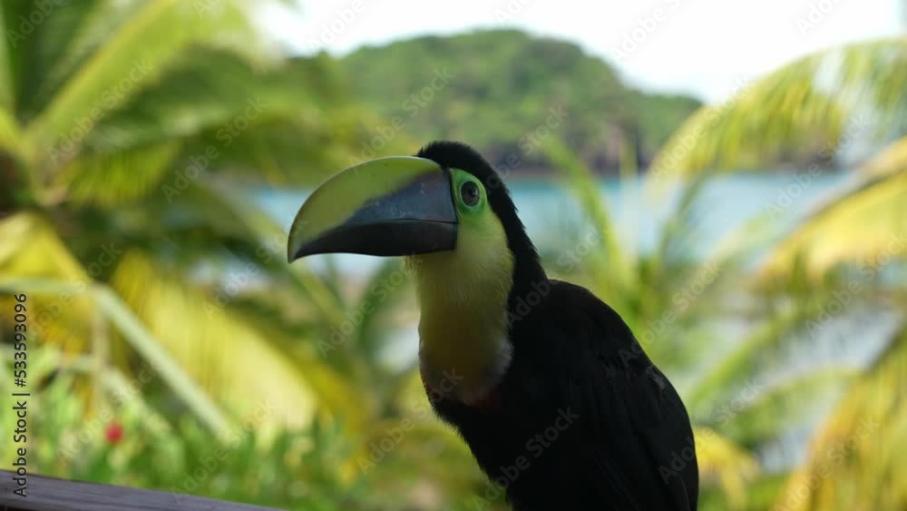 A Toucan in Slowmotion sits on a railing and behind him a tropical ...
