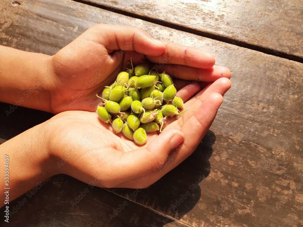 Green chickpeas pod. chickpea is an annual legume of the Fabaceae ...