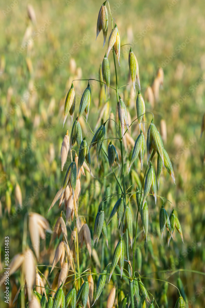 Avena sativa, Common oat, cereal grain grown for human consumption as ...