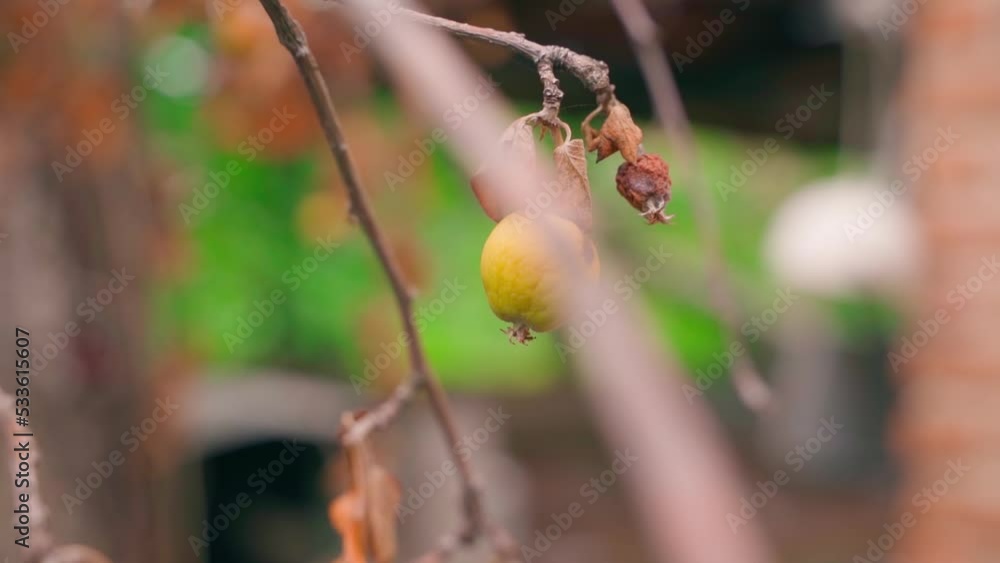 Vidéo Stock Withered branch of an apple tree with an unripe apple close ...