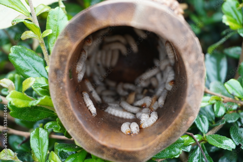 Bamboo worms inside a stick of bamboo, collected for food, Thailand ...