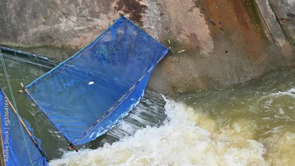 Fish jumping into fish trap while the dam is releasing water for ...