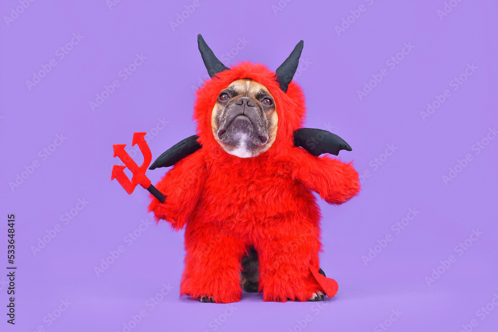 French Bulldog dog with red devil Halloween costume wearing a fluffy ...