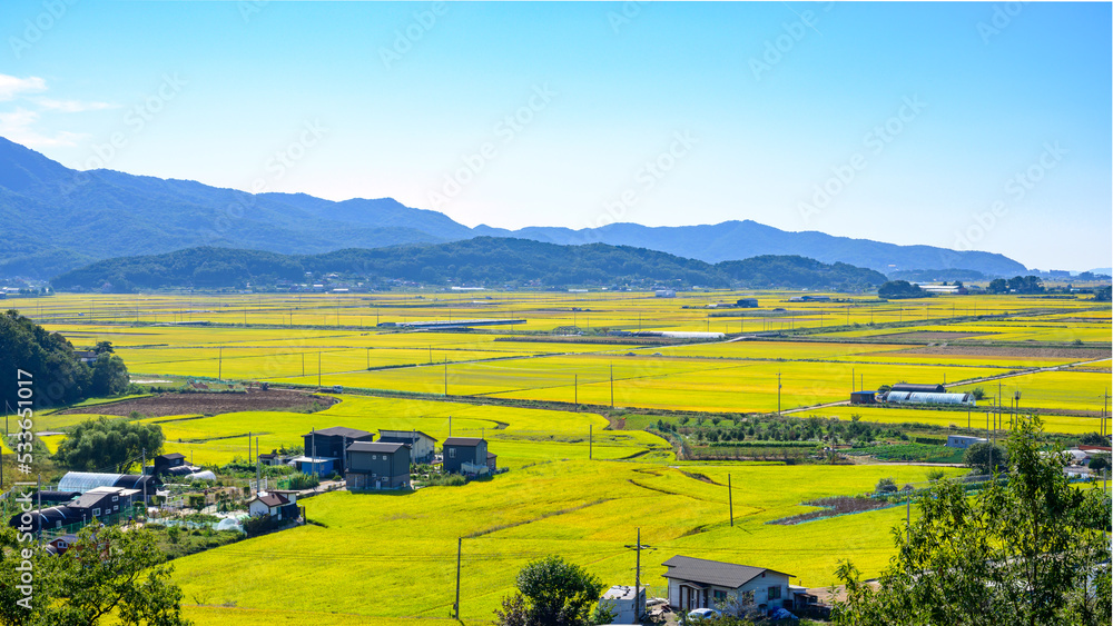 Autumn in Korea. Autumn rice farming landscape. Korean rice paddies ...