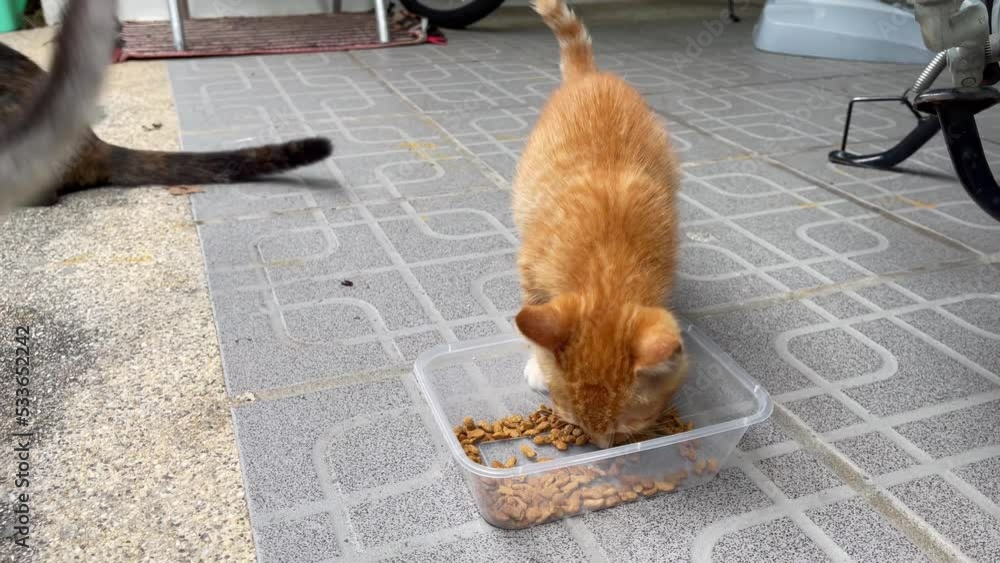 Little brown cat eating dry food from tupperware. Afraid kitten ...