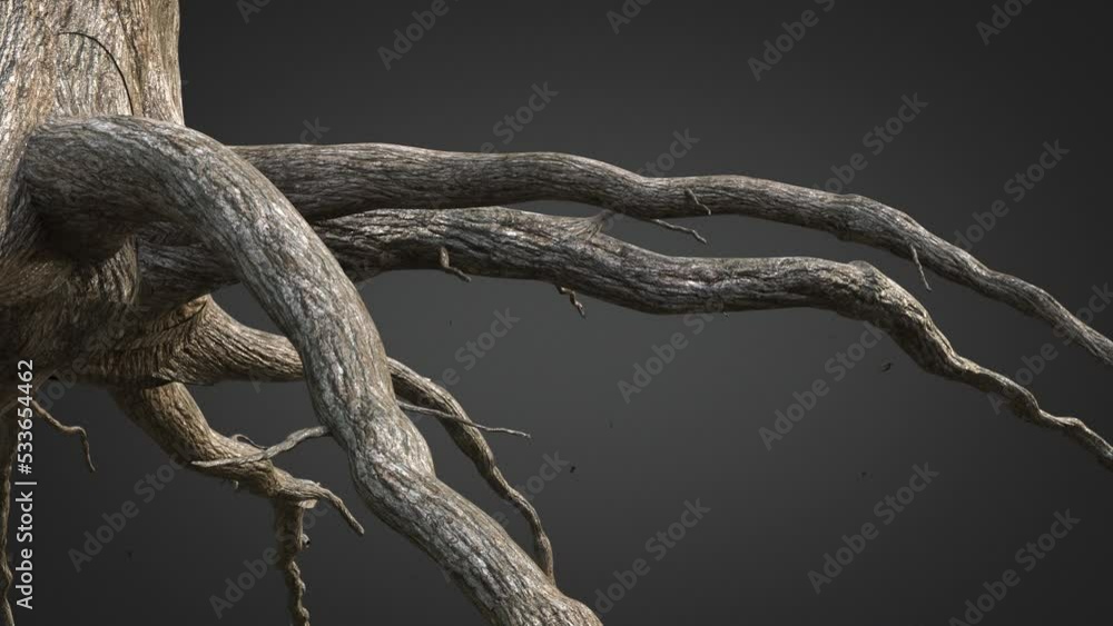 Tree roots growing. 3D rendering. Stock Video | Adobe Stock