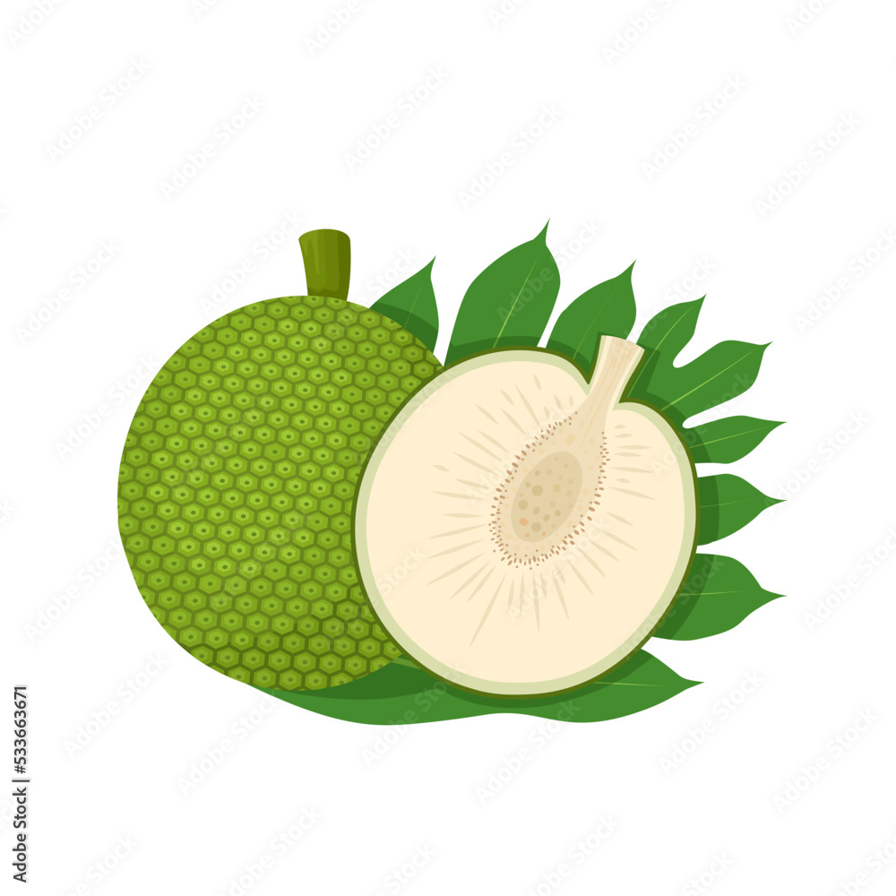 Vector illustration of breadfruit, whole and half, with green leaves ...