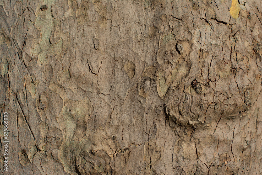 Bark pattern is seamless texture from tree. For background wood work ...