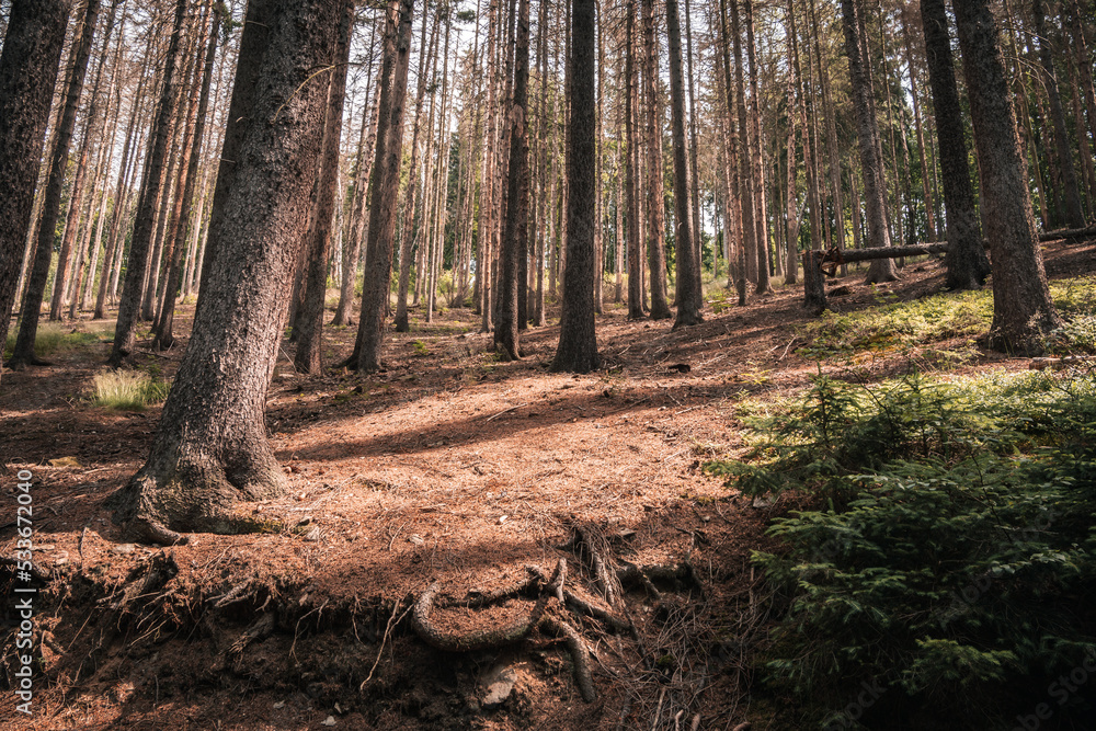 Extreme dry forest in Saxony attacked by bark beetle (scolytinae ...