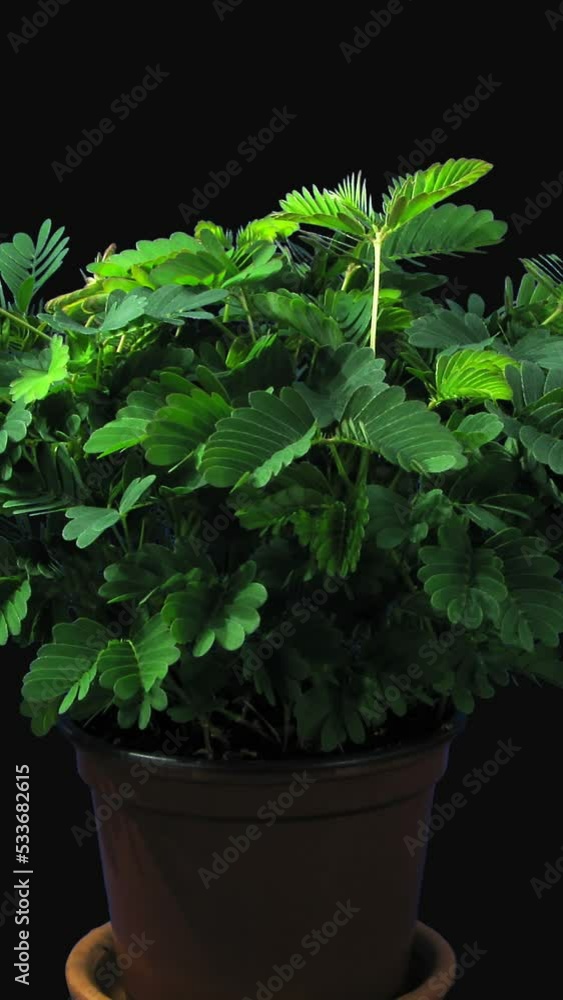 Phototropism effect in growing Mimosa plant with ALPHA transparency ...