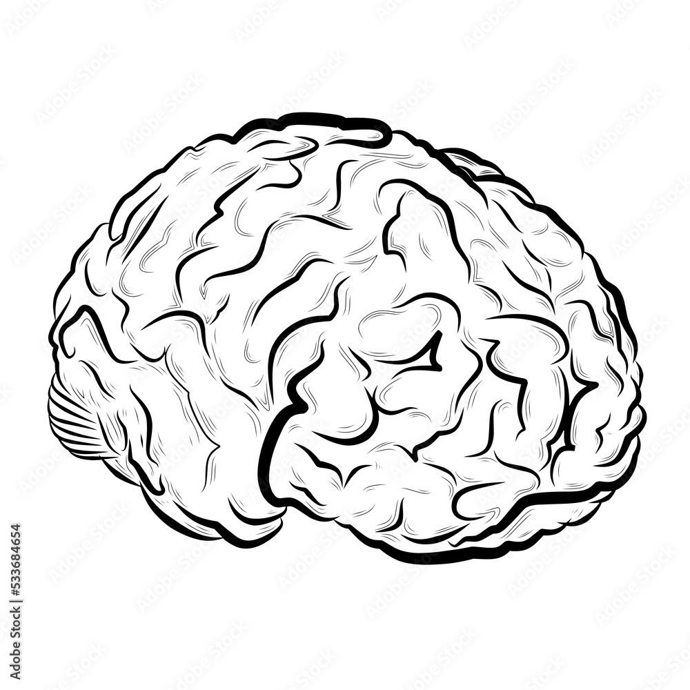 human brain vector drawing Stock Vector | Adobe Stock
