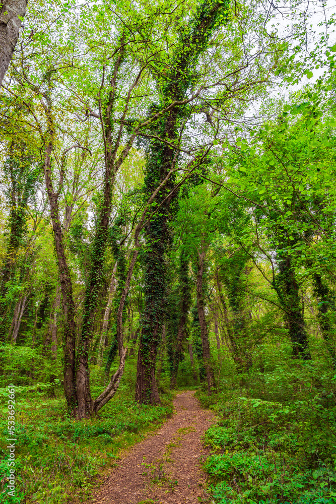 Photo & Art Print Trees entwined with liana and bindweeds in a ...