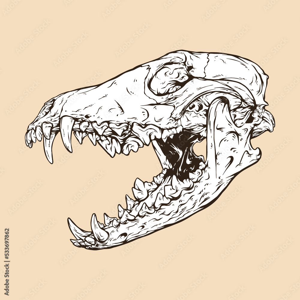 coyote skull head vector illustration Stock Vector | Adobe Stock