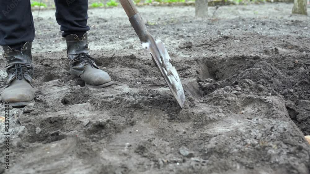 Male farmer in boots planting potatoes. Man digs the ground with a ...