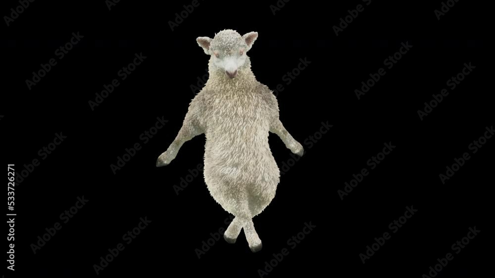 Sheep Dancing, Animal, 3d rendering, Animation Loop, cartoon, included ...