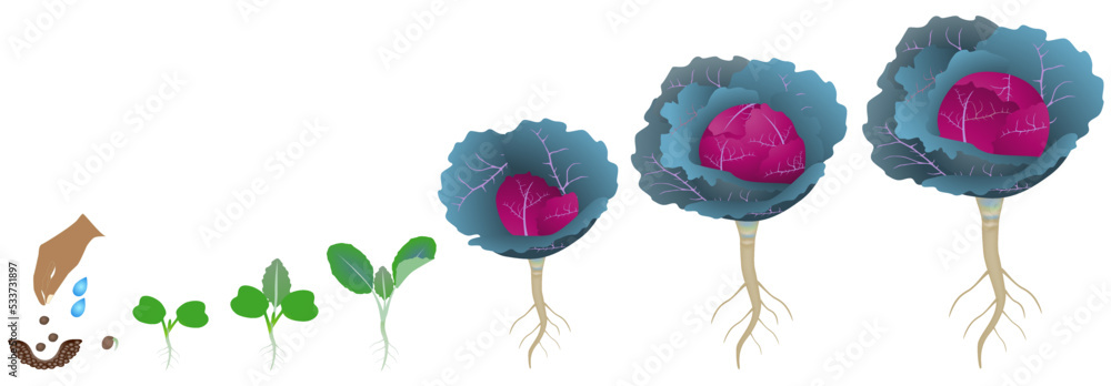 Cycle of growth of red cabbage plant on a white background. Stock ...