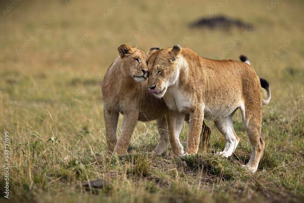 Female lions, lioness captured walking on a grassland captured in a ...