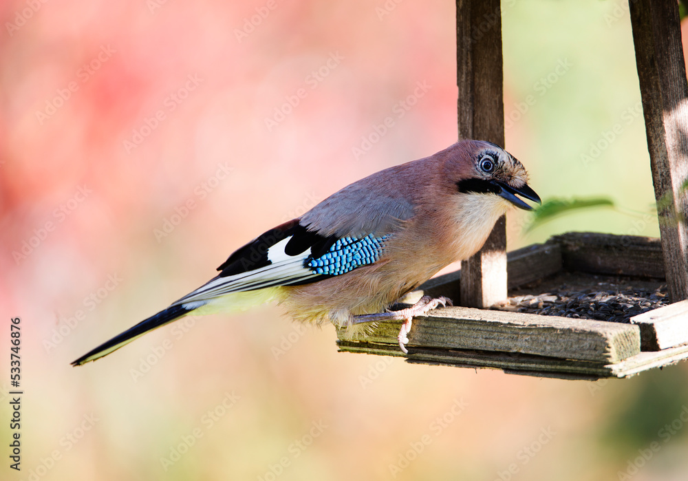 Jay bird (Latin Garrulus glandarius). The jay is a real beauty in the ...