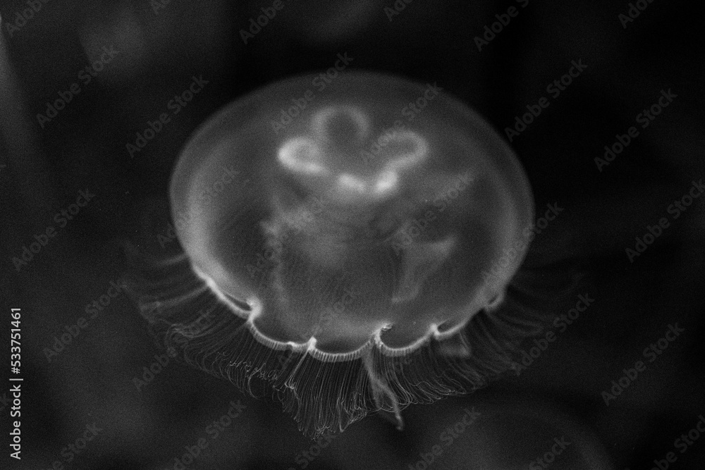 High-angle close-up grayscale of a jellyfish in darkness Stock Photo ...