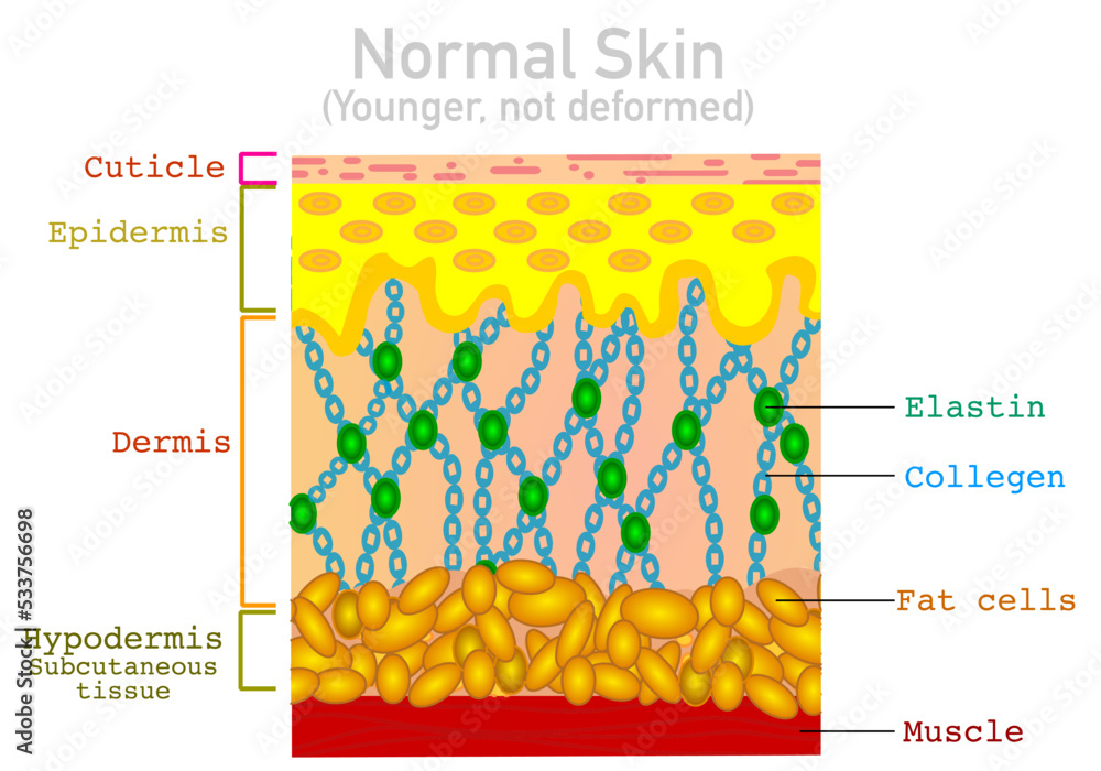 Normal skin diagram. Young health human skin contents, elastin ...