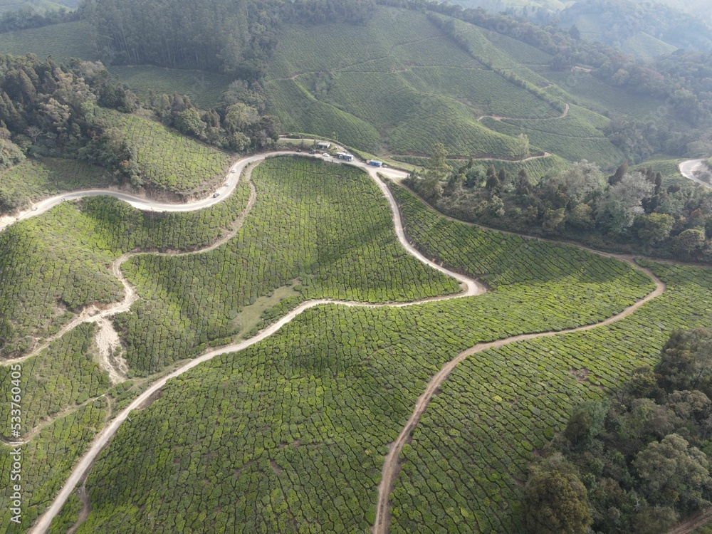 Poster Aerial view of green tea plantations in Munnar, India – Wall Art ...