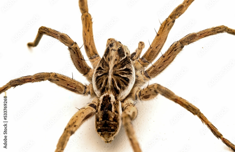 Closeup of a creepy Wolf Spider isolated on a white background Stock ...