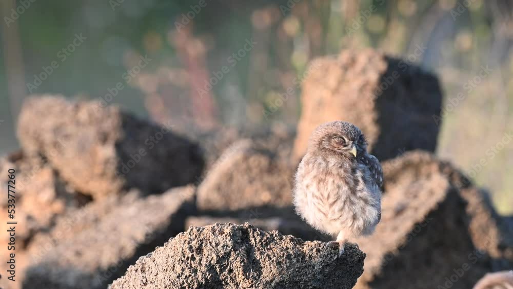 Beautiful little owl in the wild. Young owl Athena noctua. The bird ...