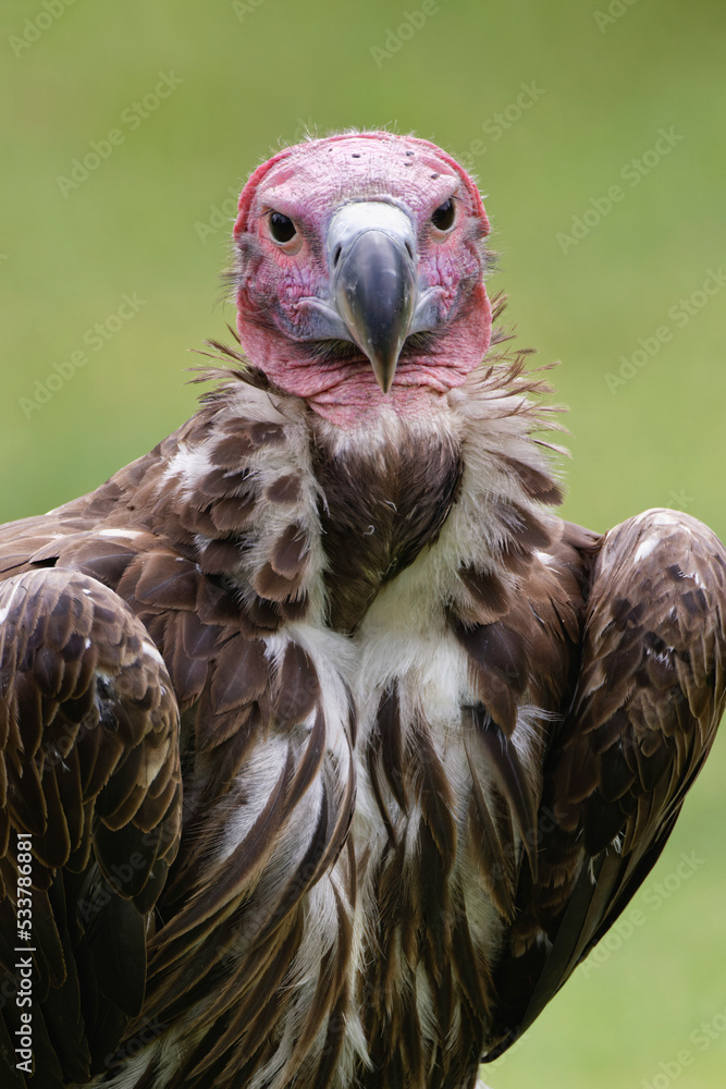 Lappet Faced Vulture Face