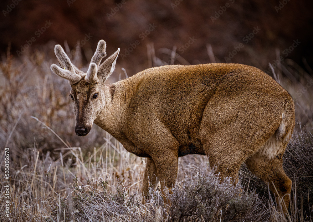 Huemul chileno en estado de preservación, en bosuqe del parque nacional ...