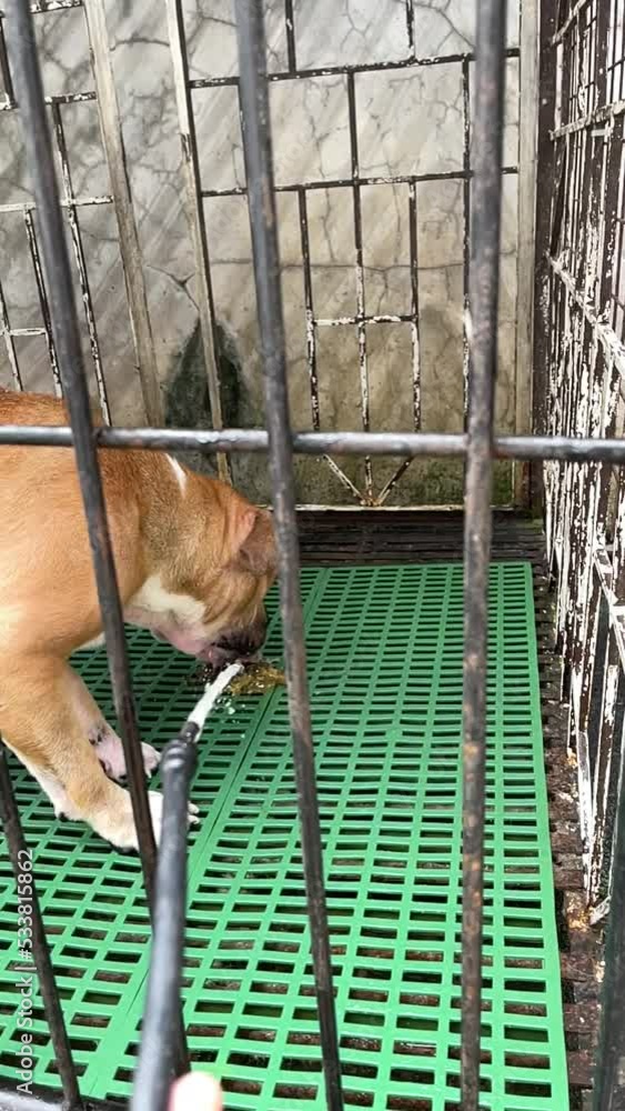 Brown Dog in cage eating poops. American Bully eating poops Stock 비디오 ...