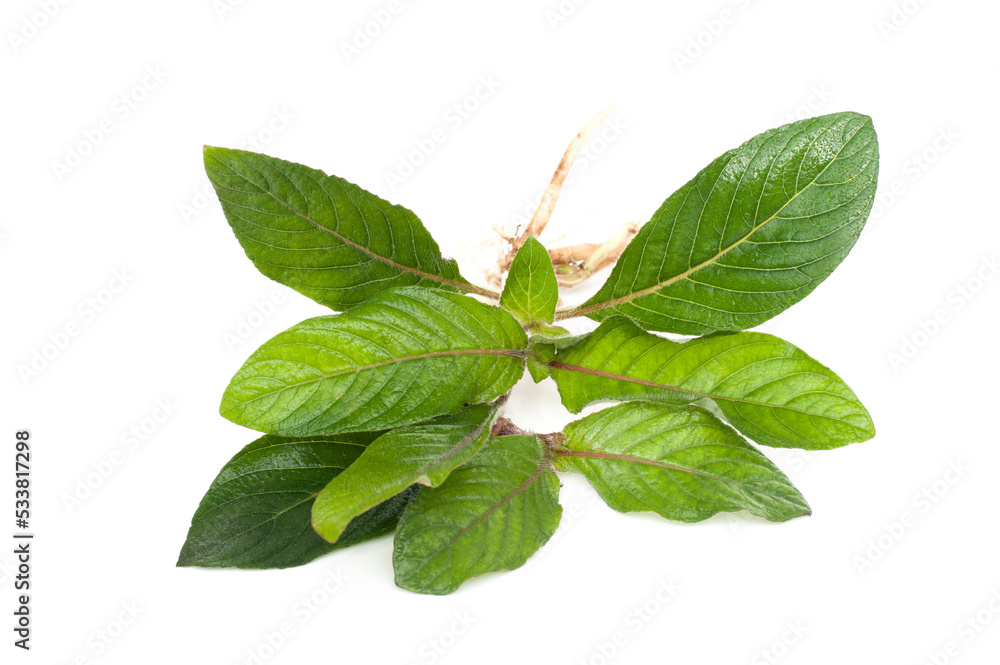 Elephantopus scaber (Prickly-leaved elephant’s foot) isolate on white ...