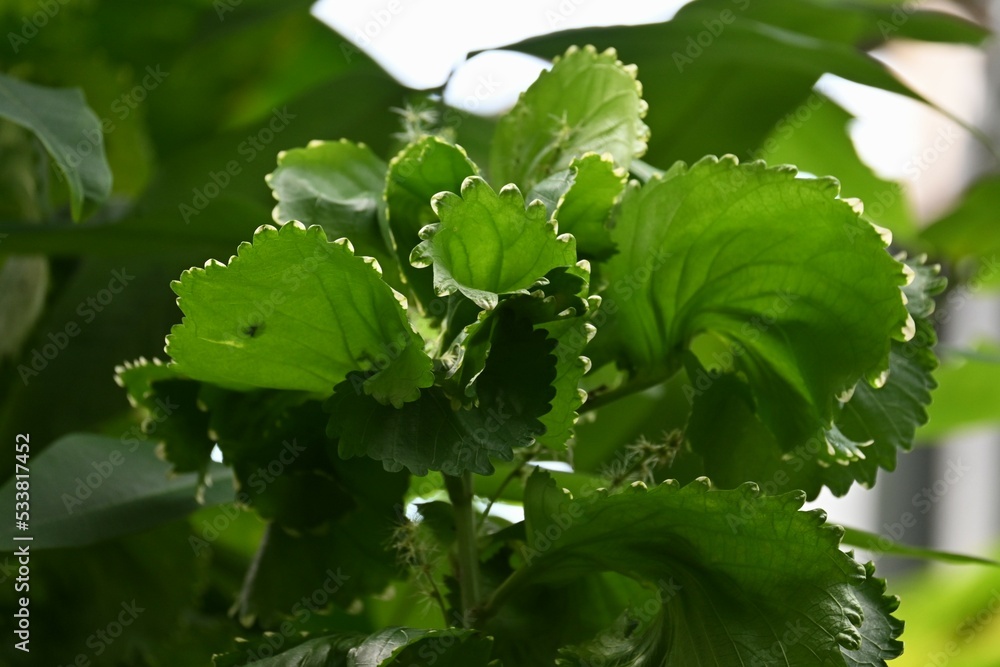 Acalypha wilkesiana 'Godseffiana'. Euphorbiaceae tropical shrub native ...