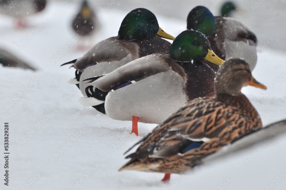 Duck is a representative of birds from several genera of the duck ...