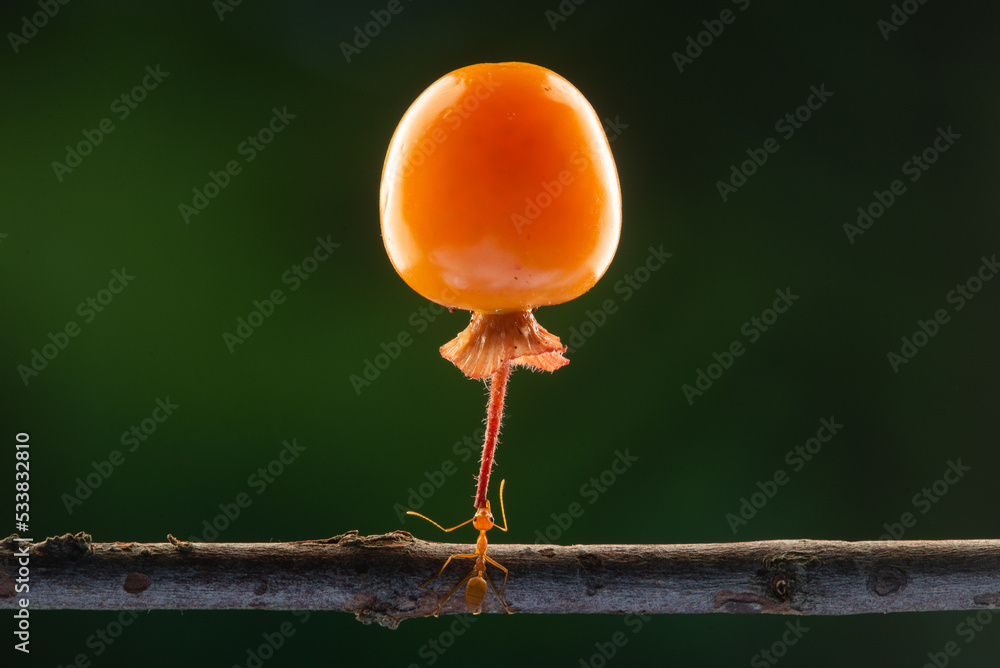 Strong Weaver Ants Oecophylla Smaragdina Lifting Big Groundcherry With Bokeh Background Stock