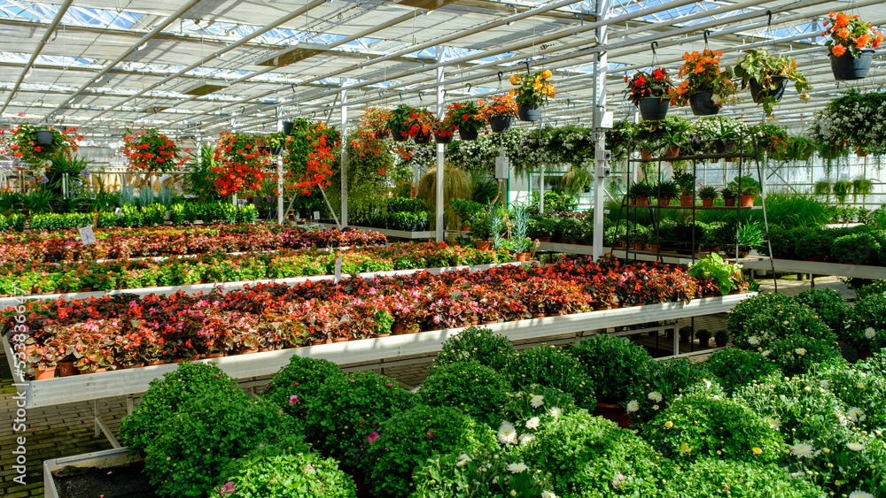 Foto de Flowers in a modern greenhouse. Greenhouses for growing flowers ...