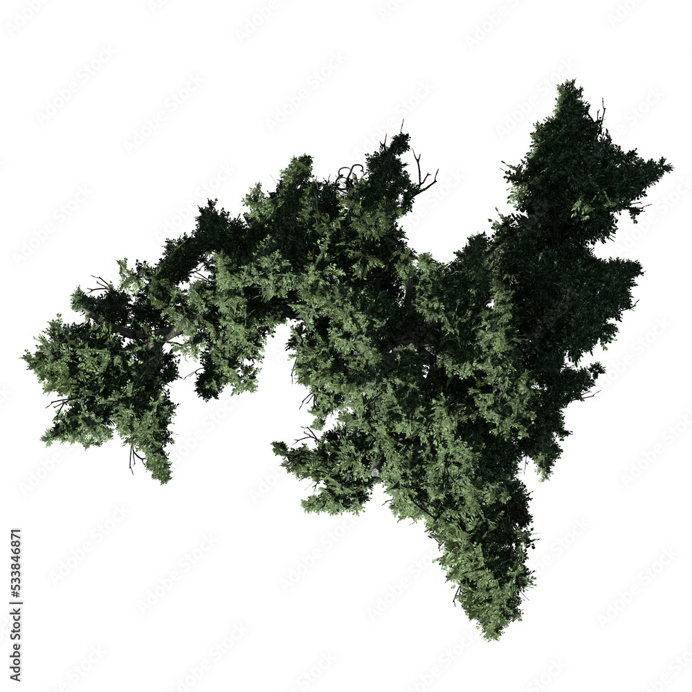 Banyan Tree – Top View Stock Illustration | Adobe Stock