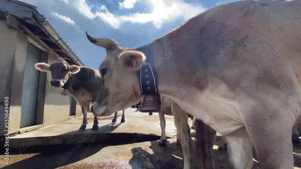 Portrait of two young cows eating and chasing the flies away with their ...